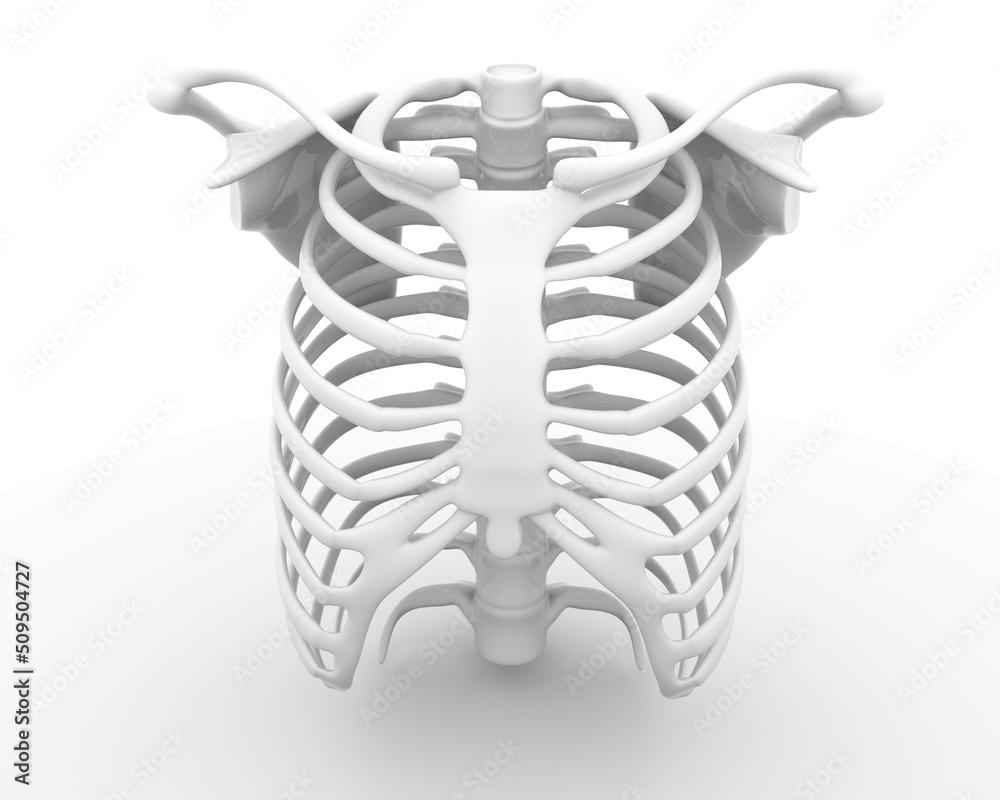 anatomy, art, black, body, bone, cartoon, chest, design, drawing, drawn ...