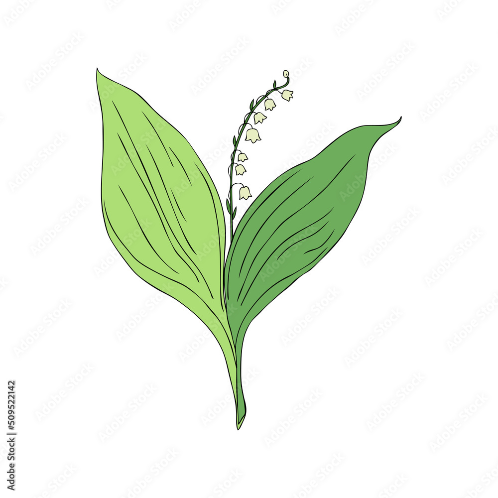Lily of the valley, Convallaria flower, colorful Muguet plant isolated ...