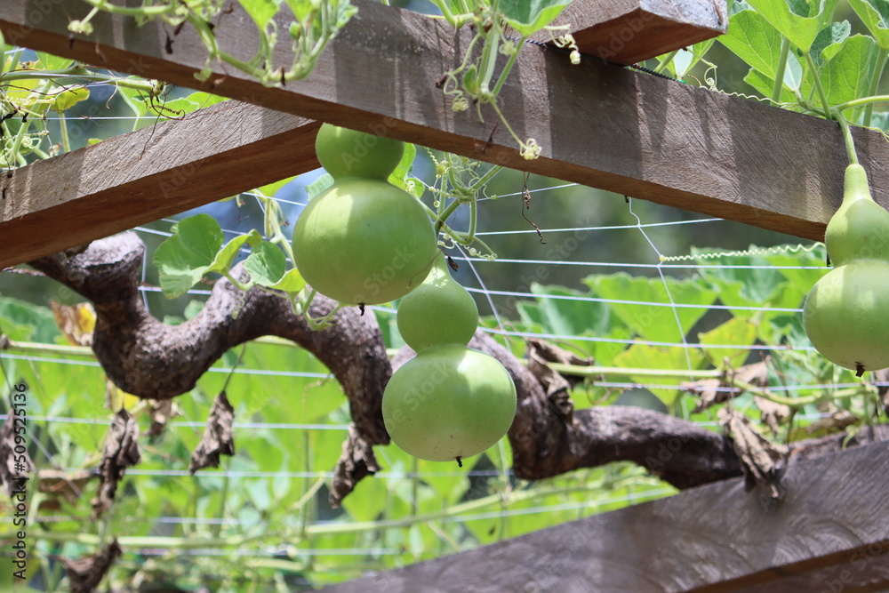 Poster Calabash (Lagenaria siceraria), also known as bottle gourd ...