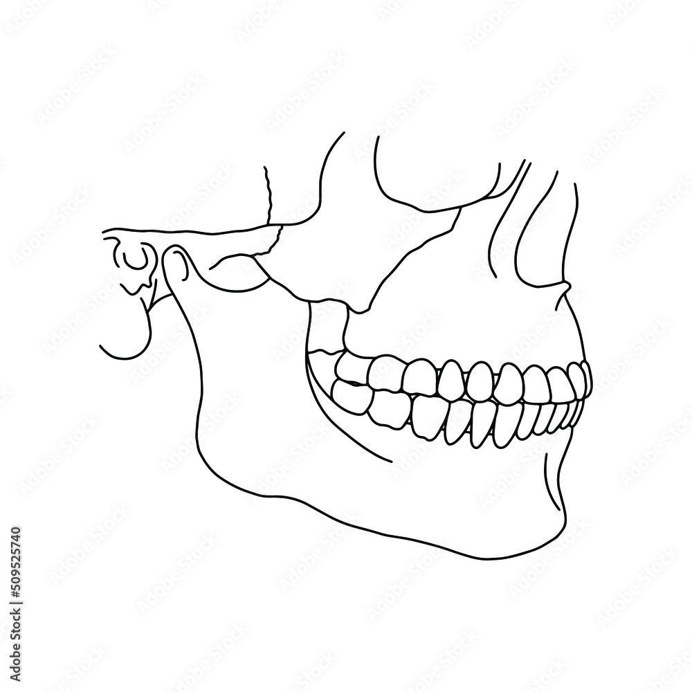 Human jaw with teeth. Outline, anatomical, hand drawn illustration on ...