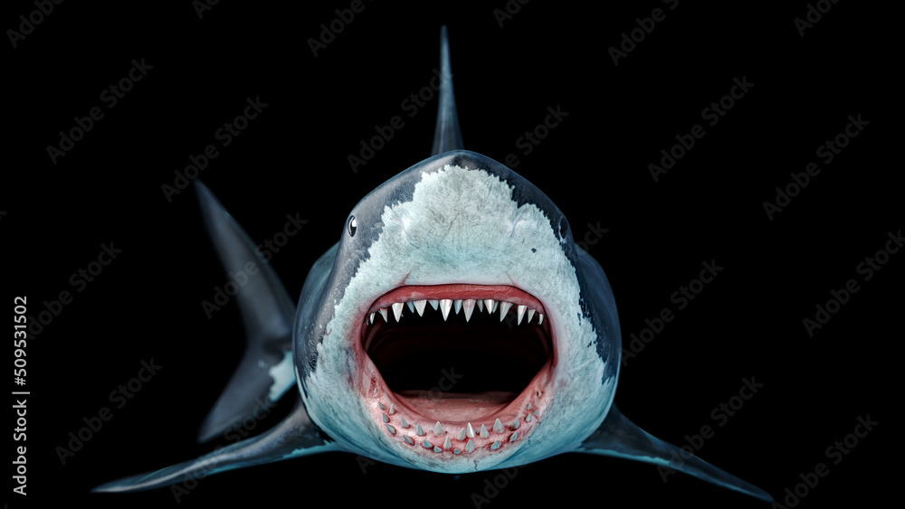 Megalodon Shark Mouth