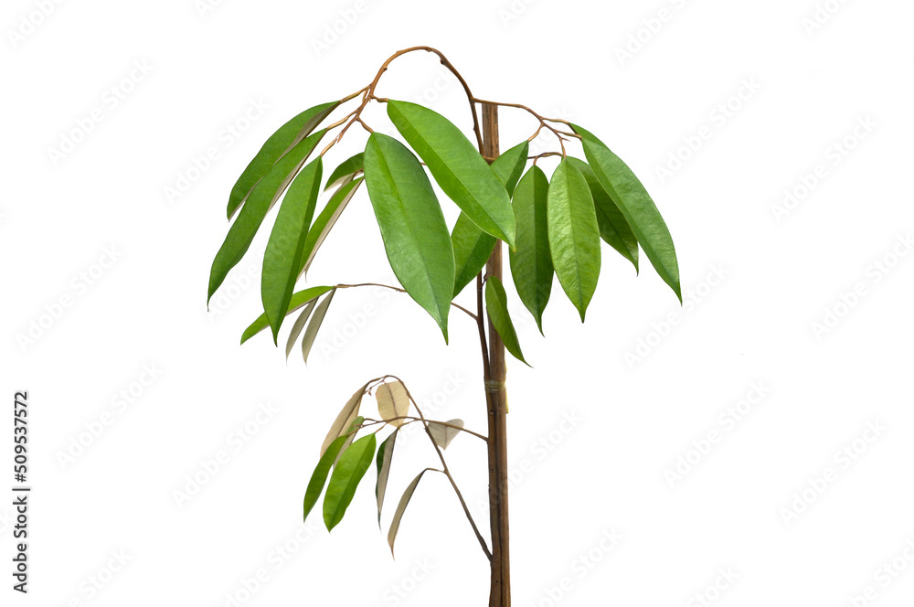 Durian tree isolated on white background. Tropical fruit. king of ...