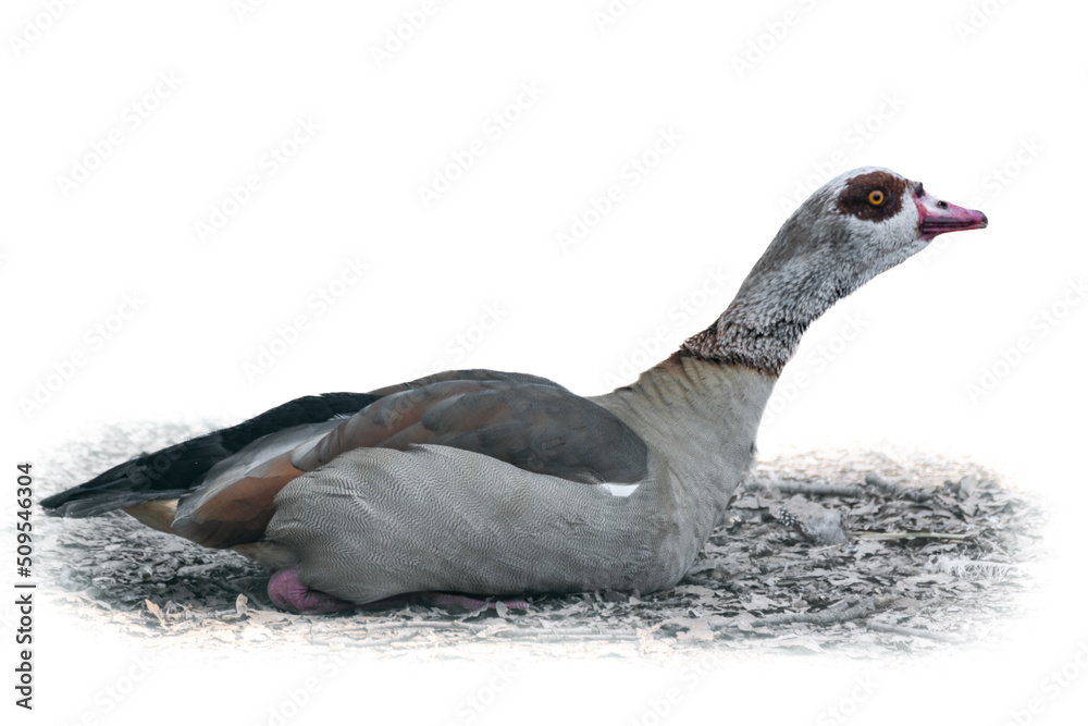 Egyptian goose (Alopochen aegyptiaca) a member of the duck, goose and ...