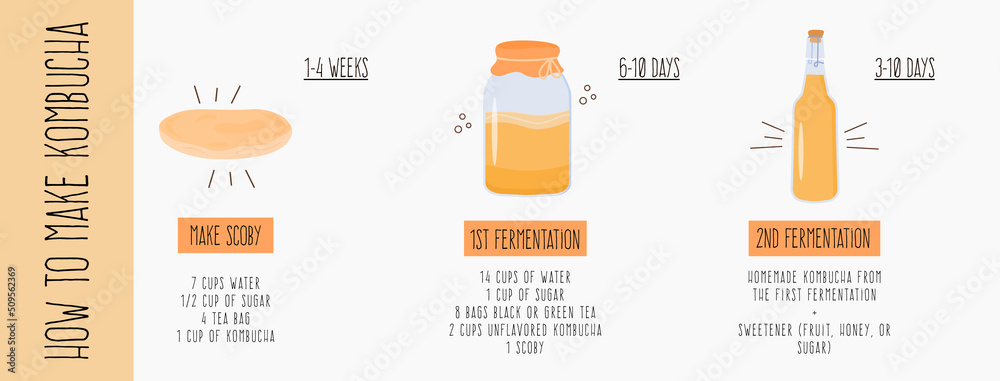 How to make kombucha guide. Kombucha fermented probiotic homemade drink ...