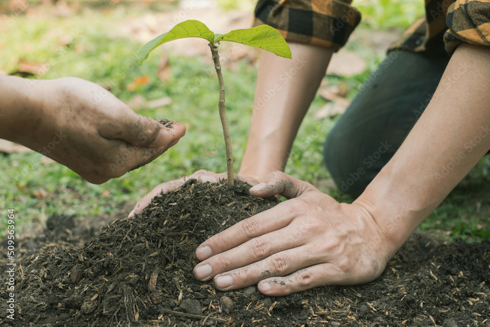 The hands of two people help each other are planting young seedlings on ...