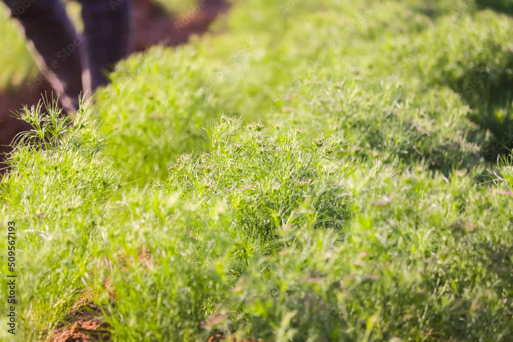 cumin (zira) on a farm in Gujarat India,Cumin cultivation and plants ...