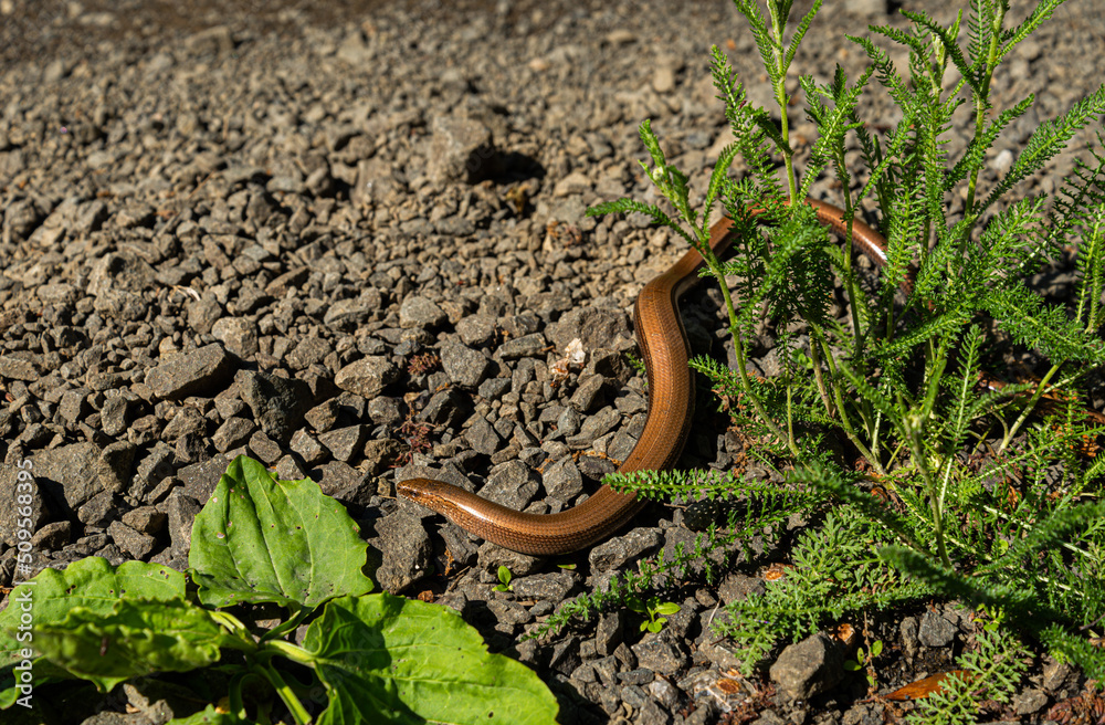 Slow worm, Anguis fragilis endangered specimen in nature Stock Photo ...