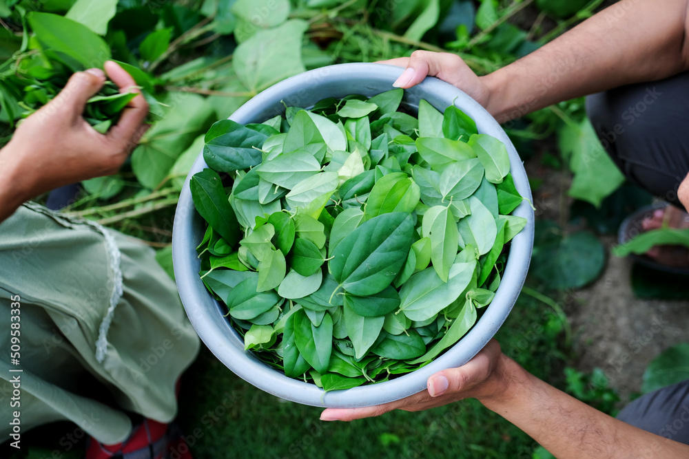 Close-up of Asian man picking grass jelly leaves, grass jelly is a ...