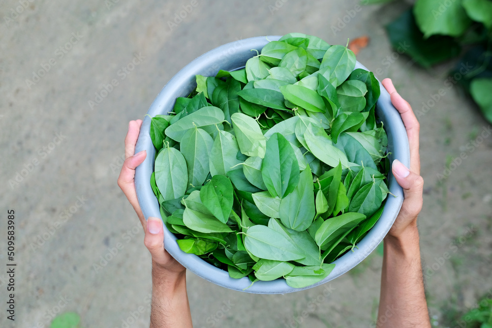 A close-up of grass jelly leaves freshly picked in a basin, grass jelly ...