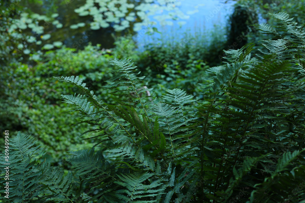 Beautiful fern leaf texture in nature. Natural ferns background Fern ...