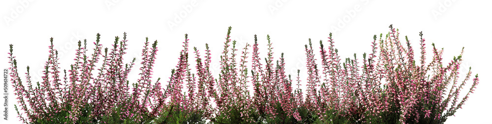 Heather with beautiful flowers on white background. Banner design Stock ...