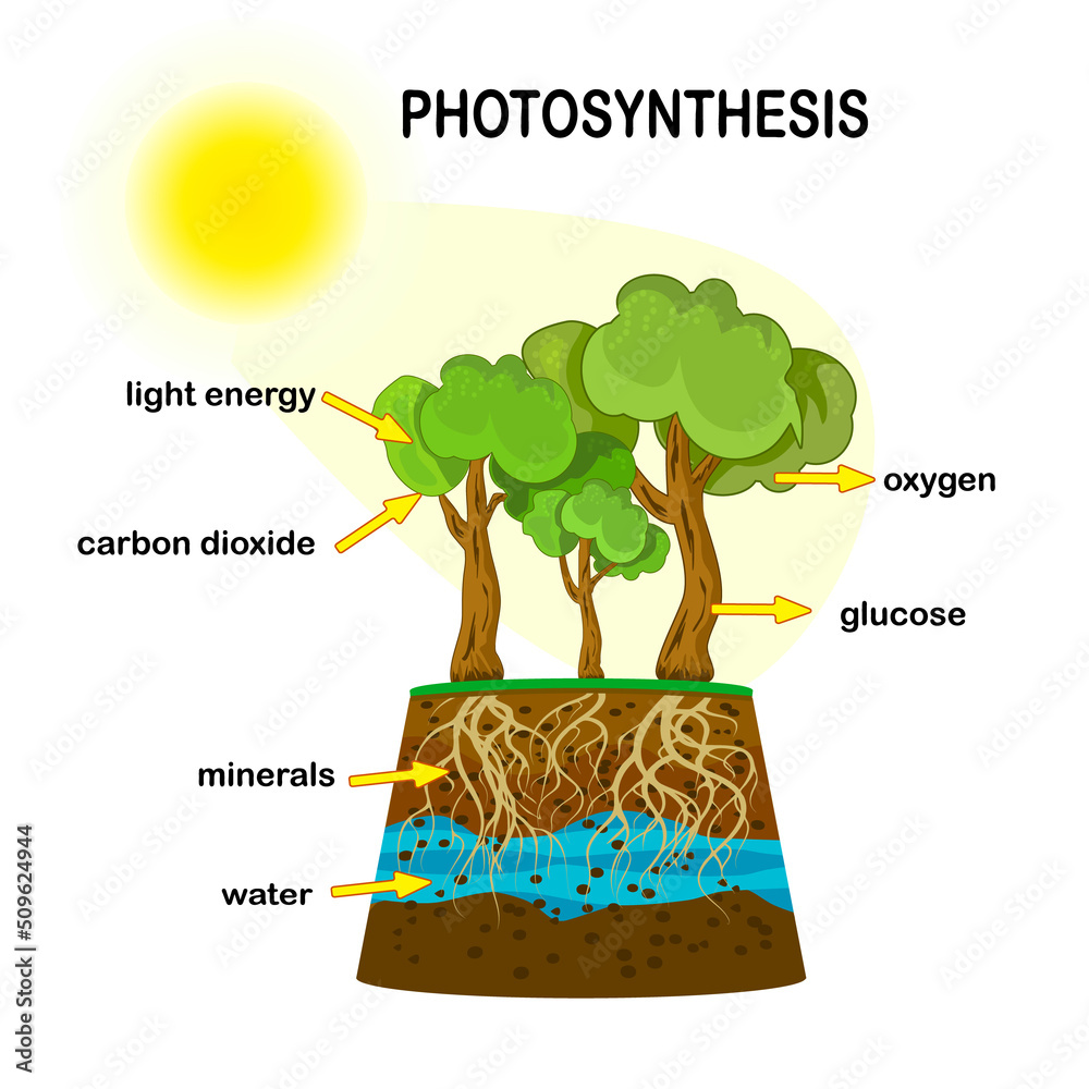 Photosynthesis Diagram Process Of Plant Produce Oxygen Potosynthesis photosynthesis-diagram-process-of-plant-produce-oxygen-potosynthesis