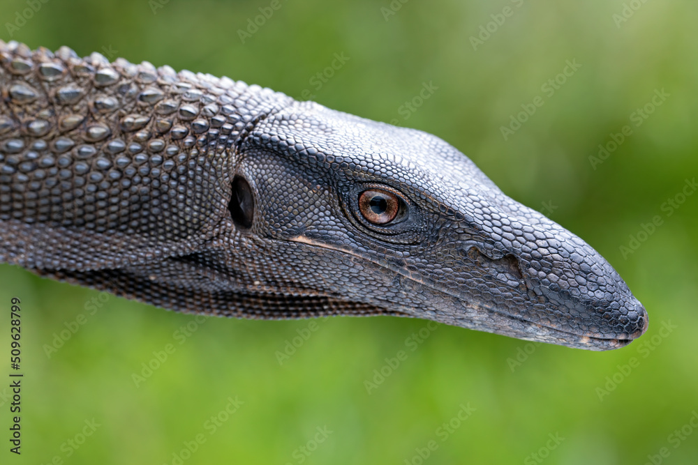 The Black Tree Monitor (Varanus beccarii) head closeup. V. beccarii is ...