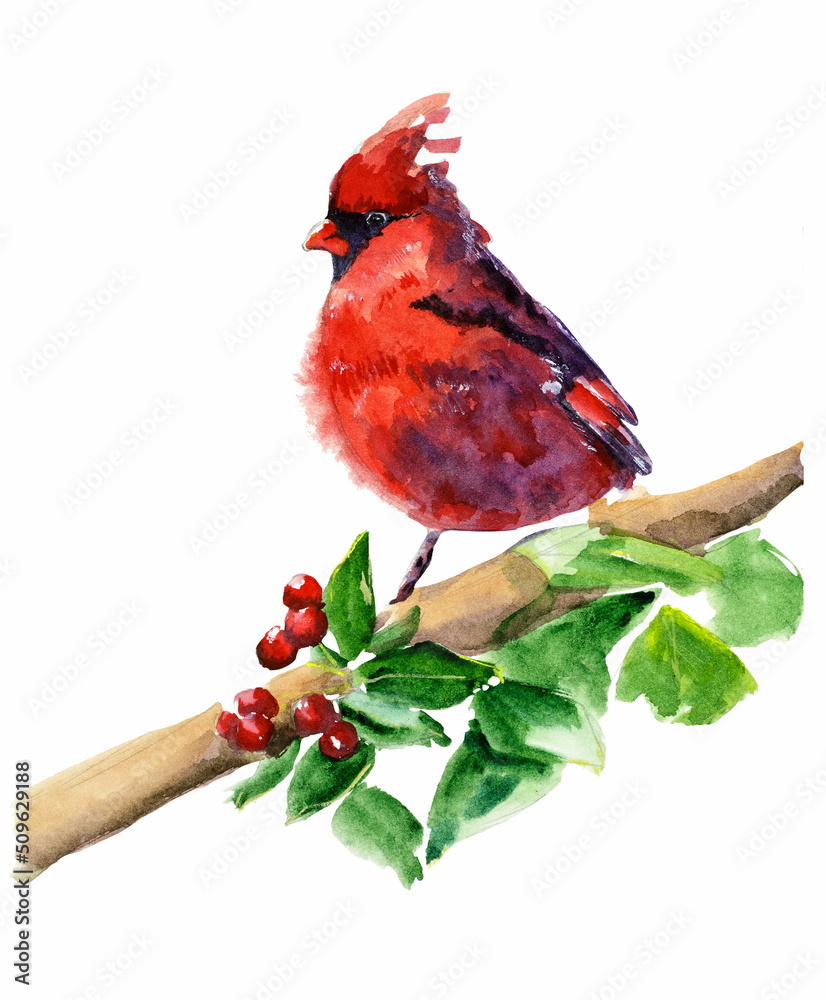 Red cardinal bird on a branch watercolor illustration. Hand drawn ...
