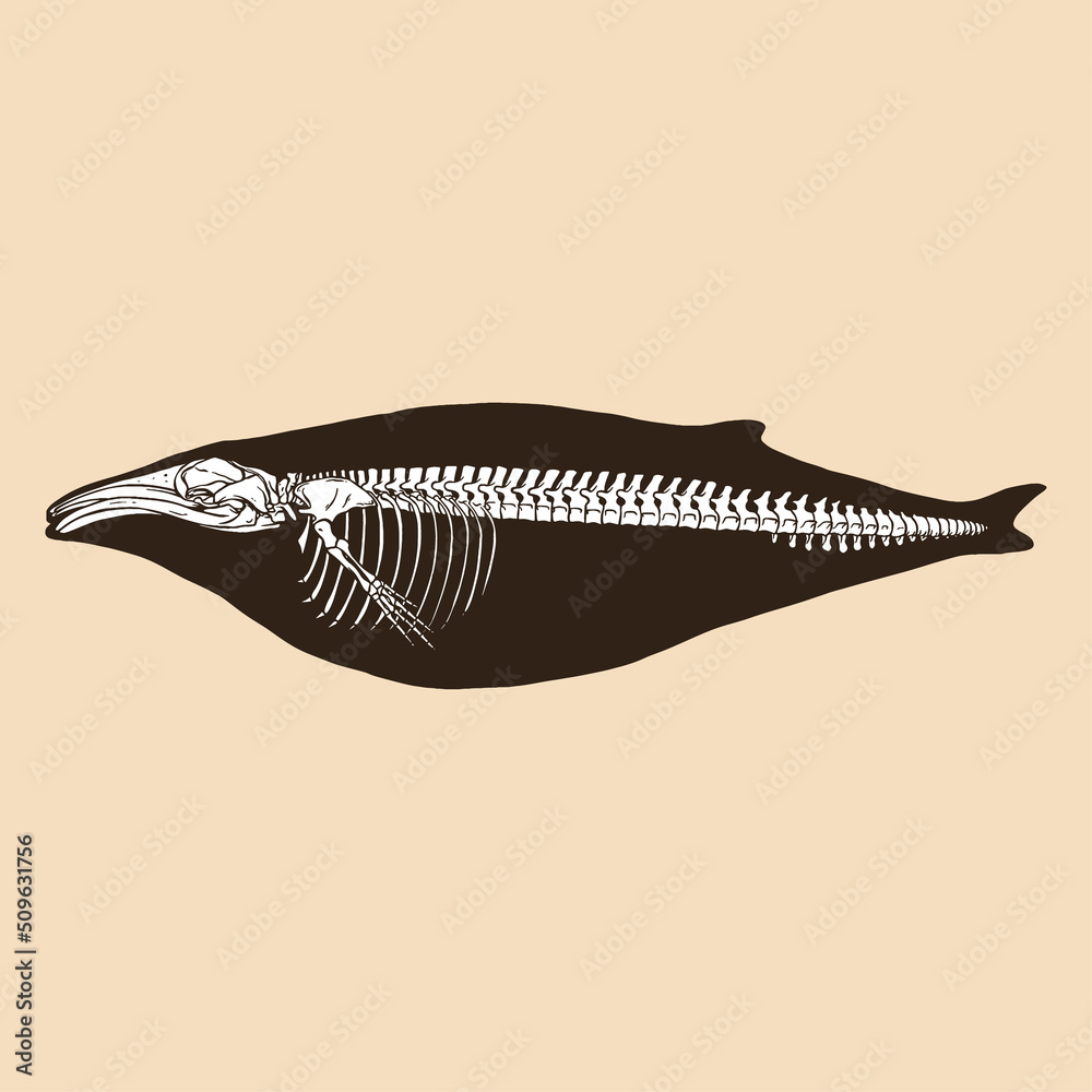 Skeleton humpback whale vector illustration Stock Vector | Adobe Stock