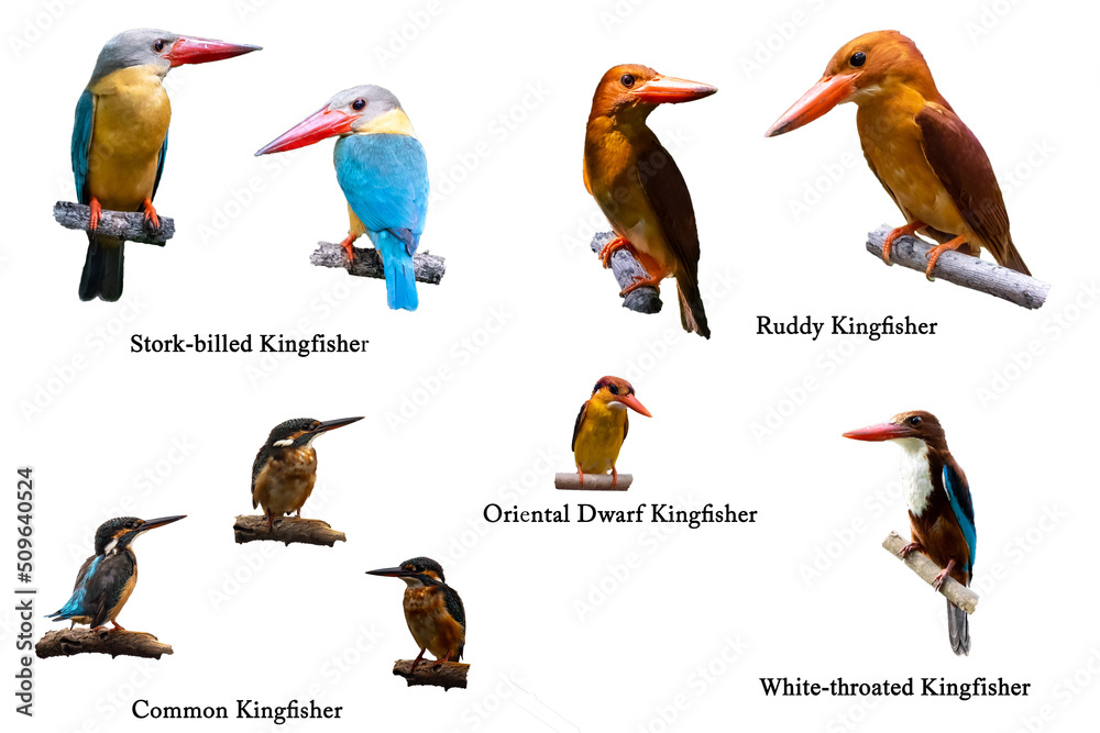 Kingfishers collection, photo set, consists of stork billed kingfisher ...