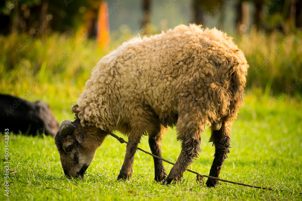 Portrait images of a big sheep in the field with natural view ...
