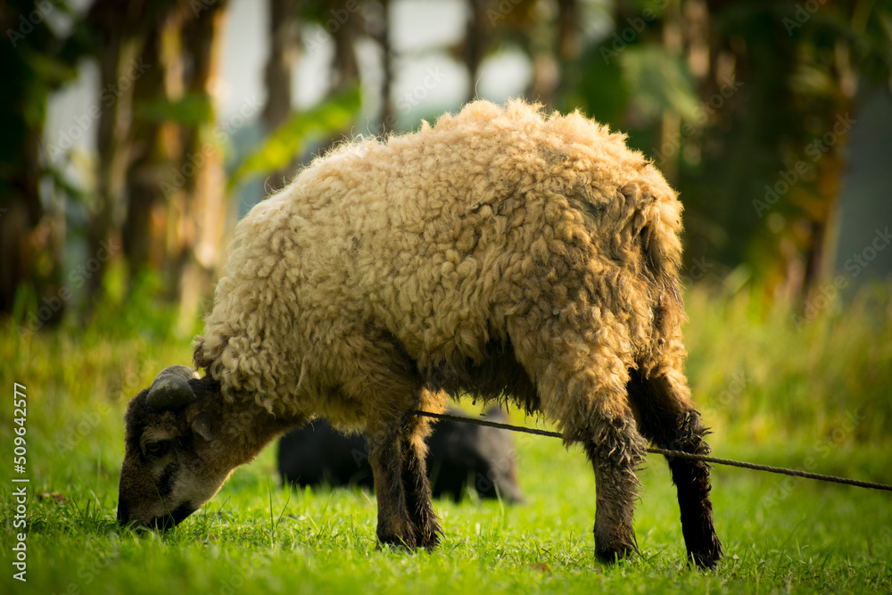 Portrait images of a big sheep in the field with natural view ...