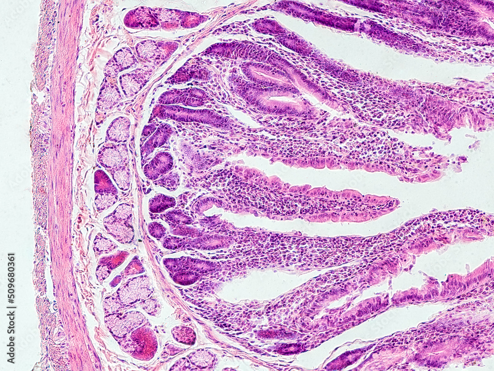 rabbit small intestine cross section under the microscope showing ...