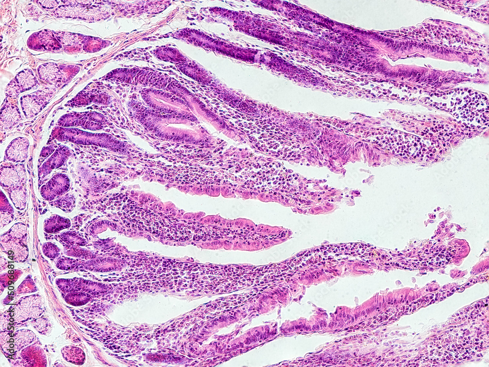 rabbit small intestine cross section under the microscope showing ...