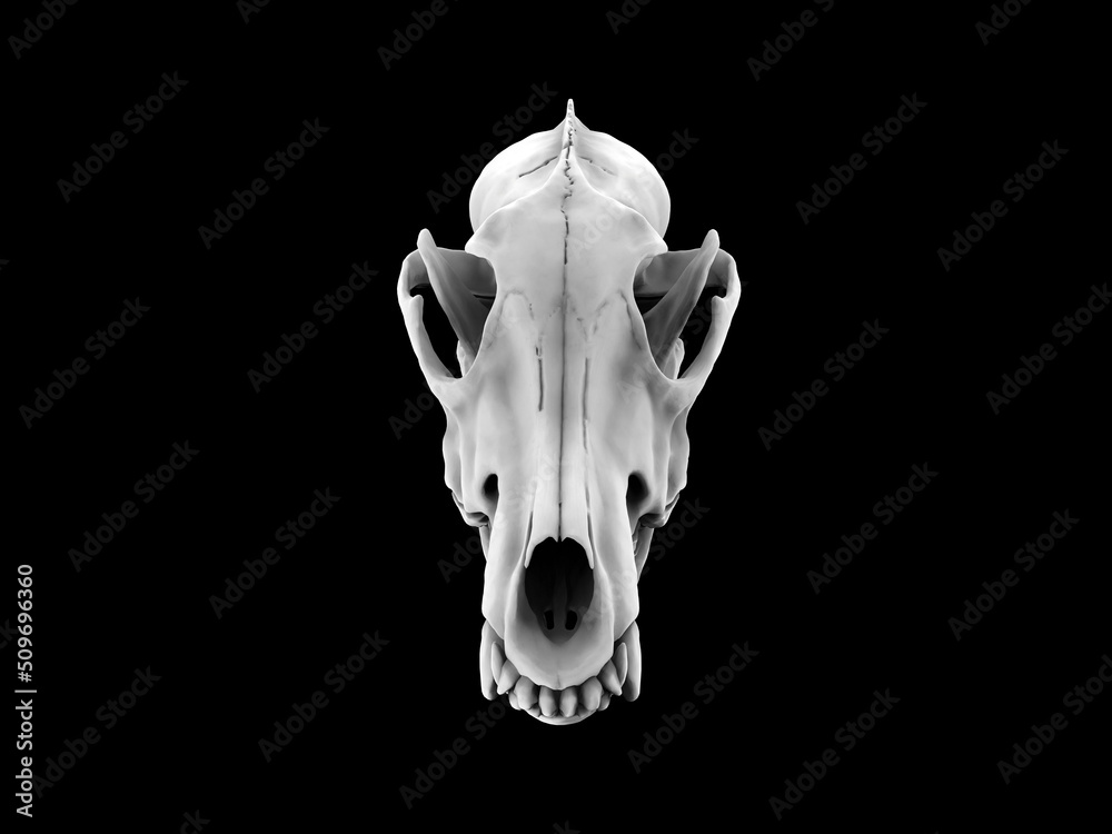 White wolf skull - front view - isolated on black background Stock ...