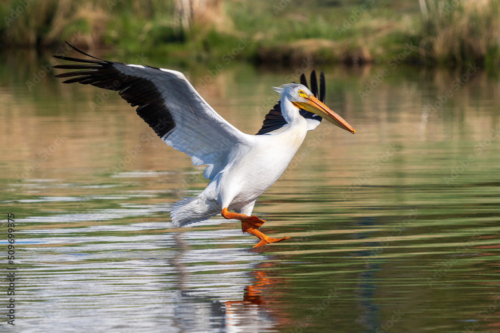 An American White Pelican with outstretched wings and a lowered foot ...