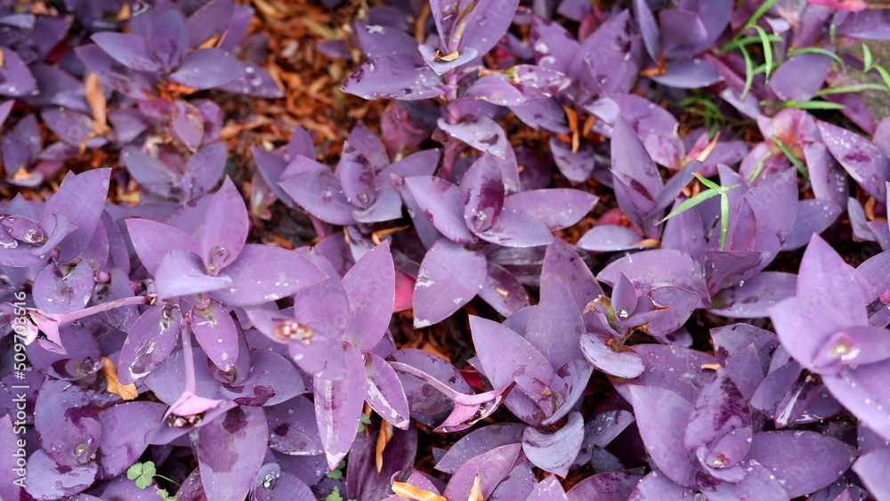 Tradescantia pallida is a species of spiderwort known as purple ...