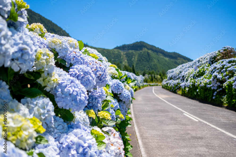 Azores, Empty flowery road with beautiful hydrangea flowers in ...