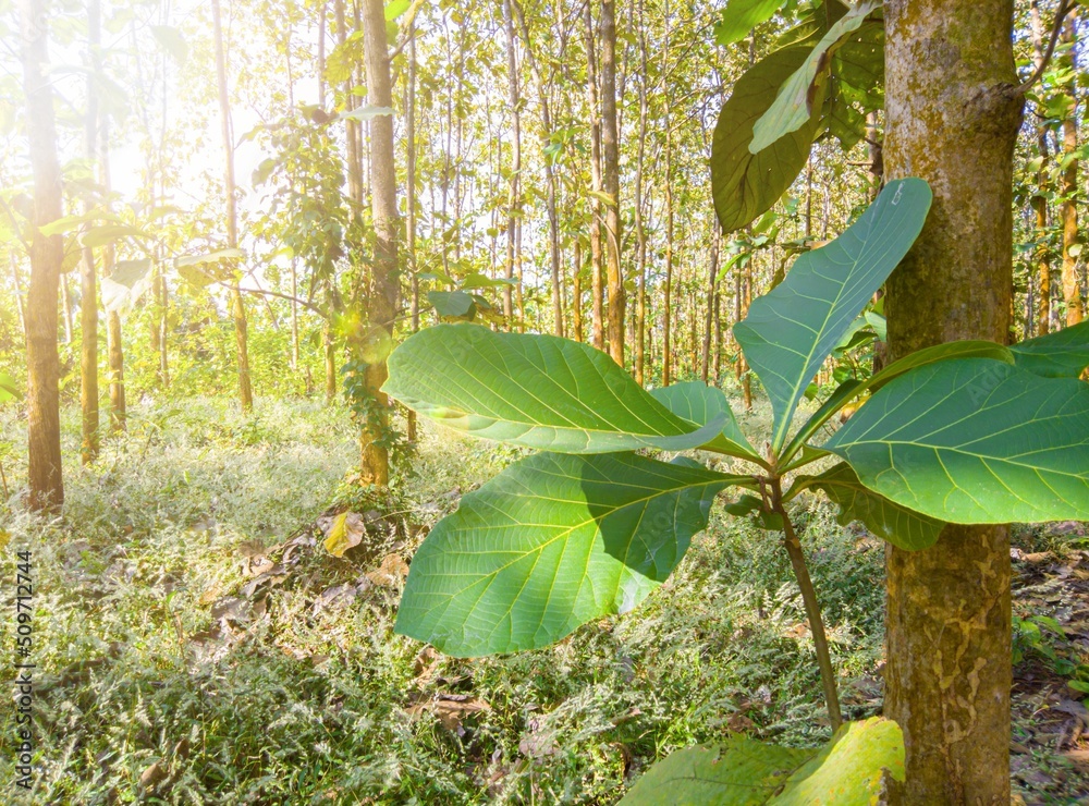 view of teak trees in the forest, teak trees in the morning, nature ...