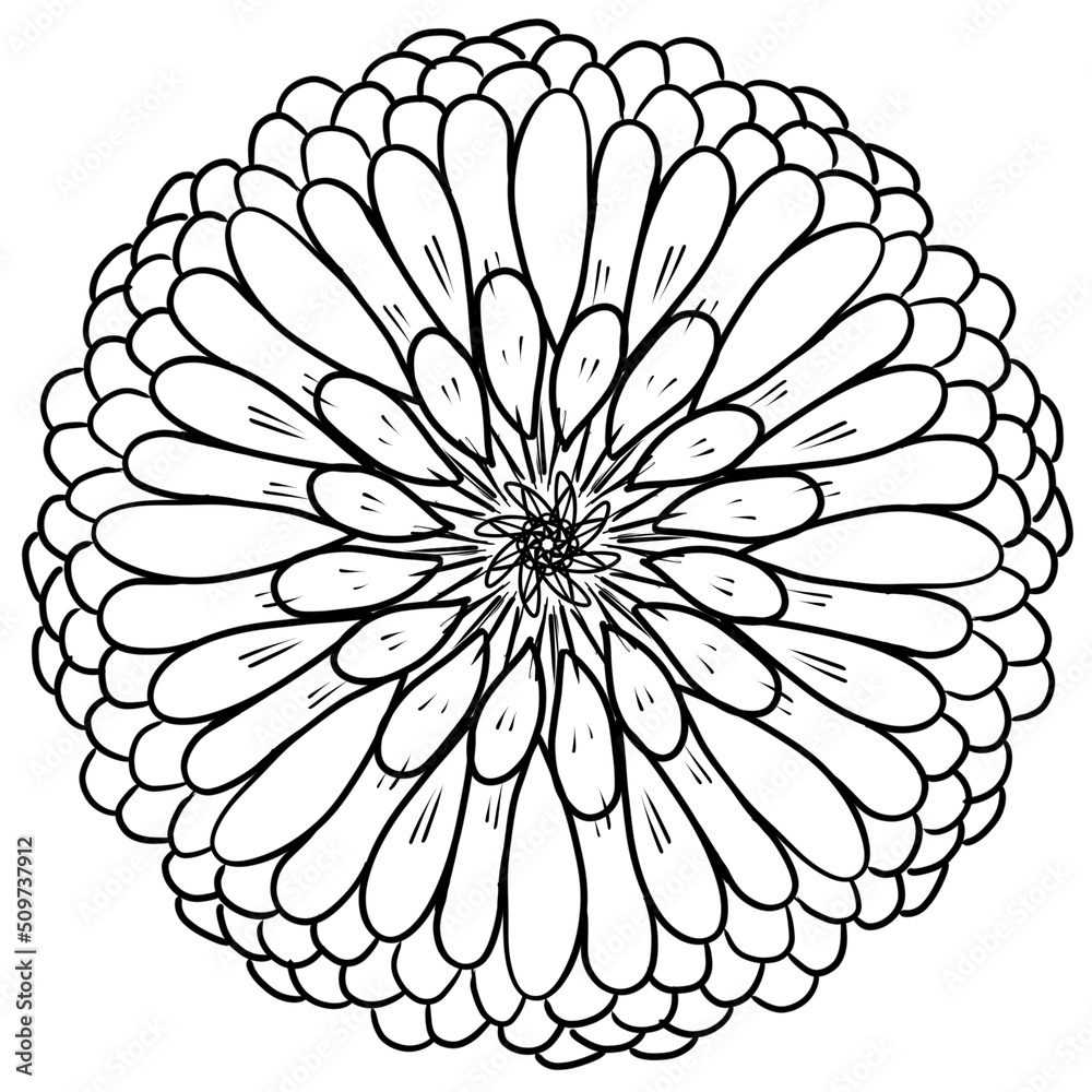 Vector Hand Drawn Line Art Drawing of Flower.Sketch line drawing flower ...
