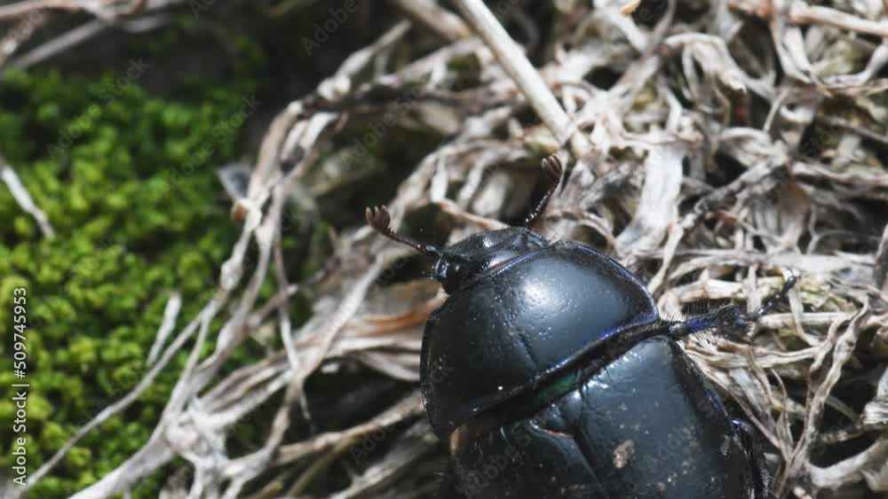 dung beetle, Geotrupidae, beetles, Coleoptera, earth-boring dung ...