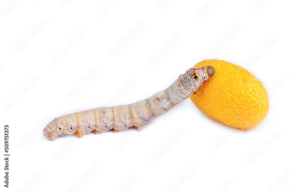 The silkworm is the larva or caterpillar of the domestic silkmoth ...