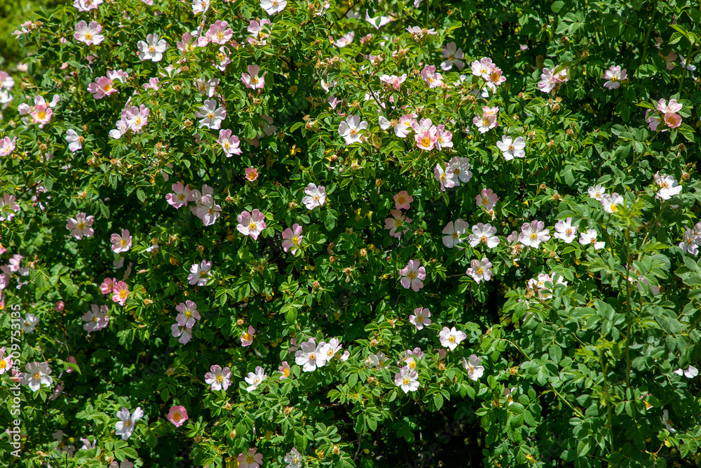 Dog rose Rosa canina light pink flowers in bloom on branches, beautiful ...