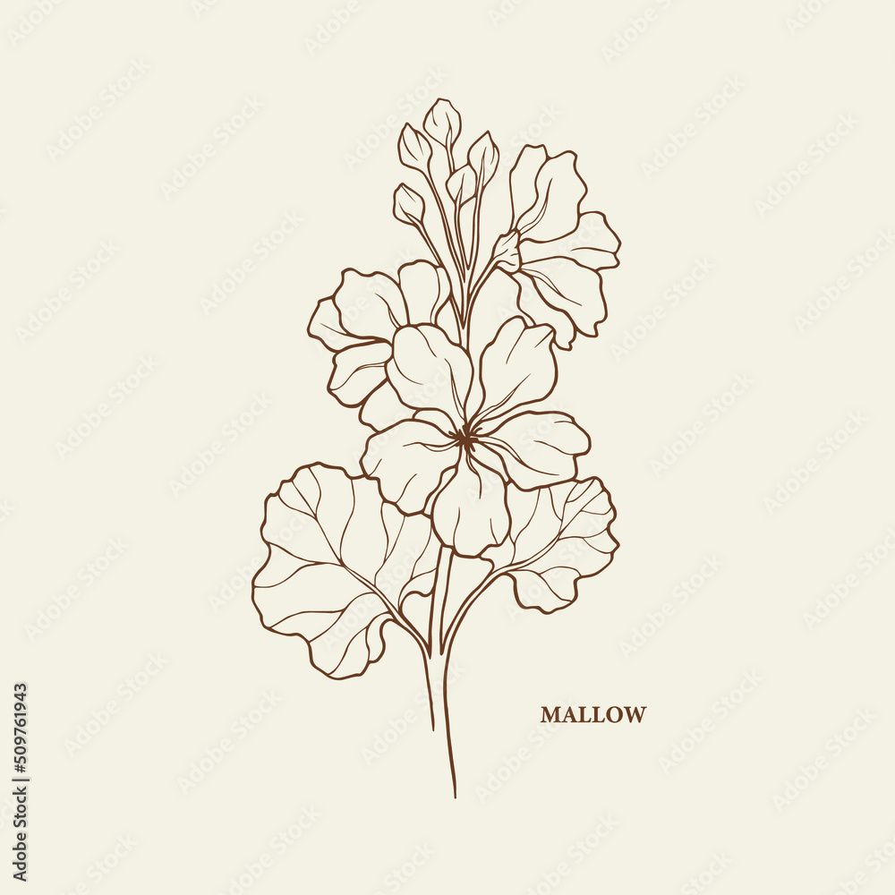 Hand drawn mallow flower branch illustration Stock Vector | Adobe Stock