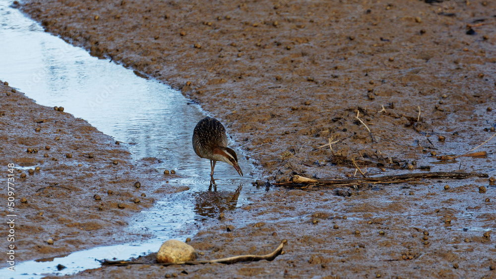 Banded Rail, Abel Tasman National Park, Aotearoa / New Zealand. Stock ...