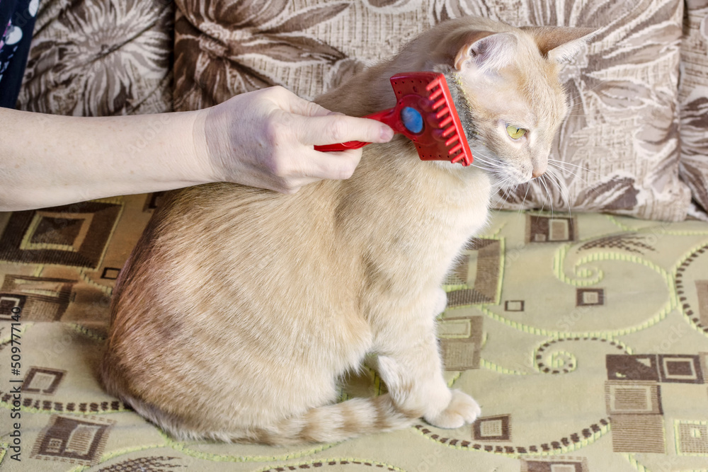 Combing the hair of a peach cat with a special brush for animals. Pet ...