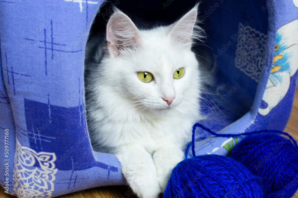 A fluffy white young cat of the Turkish Van breed (Vankedisi, Turkish ...