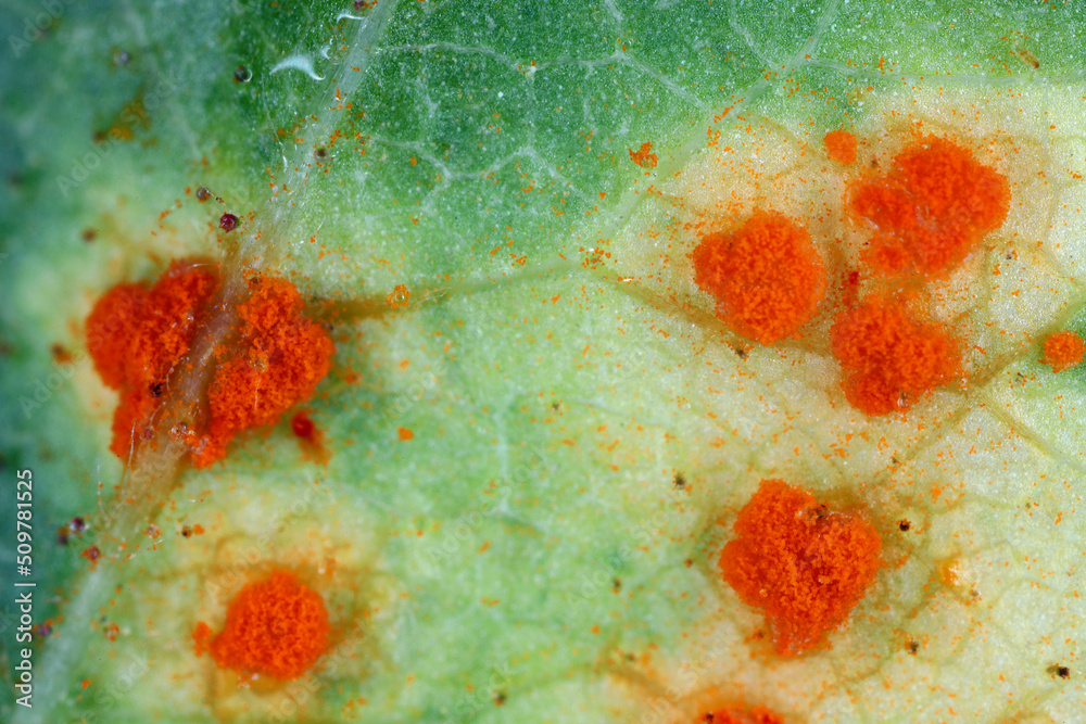 Foto de Rose rust, Phragmidium mucronatum, tuberculatum bulbosum ...