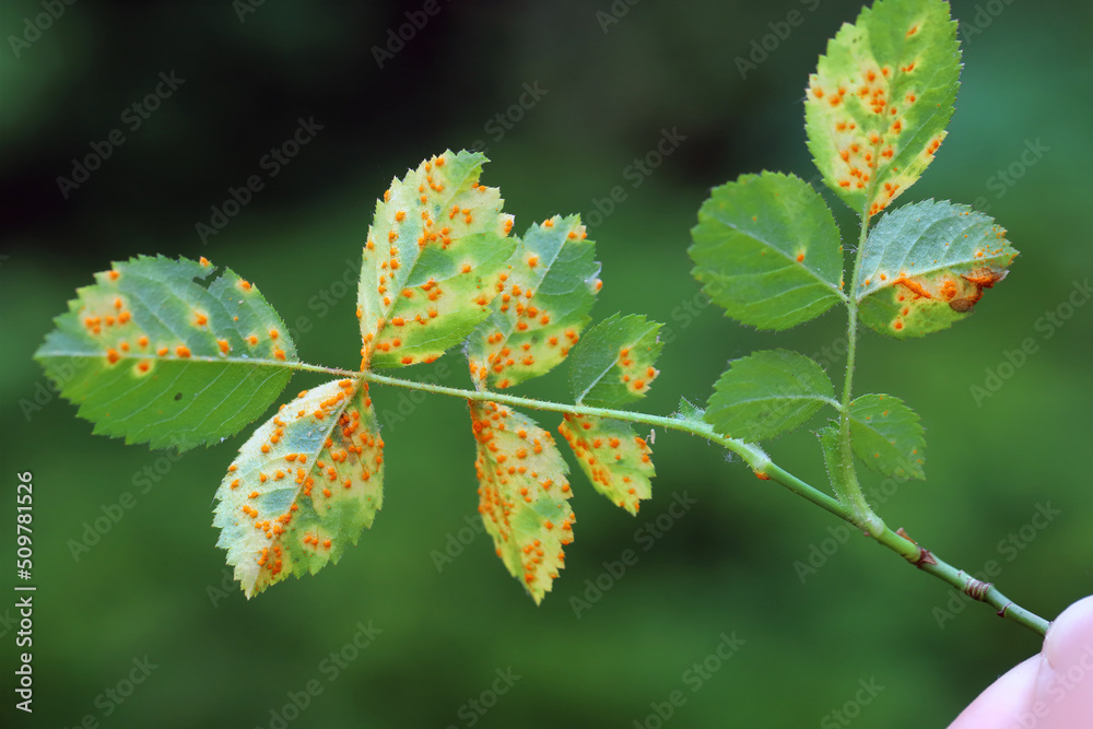 Rose rust, Phragmidium mucronatum, tuberculatum bulbosum. Pustules ...