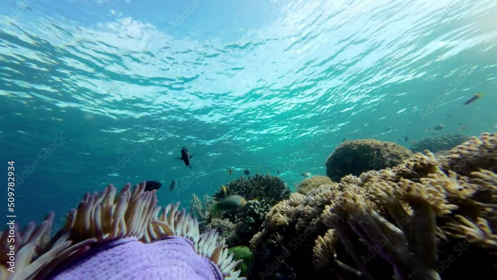 Underwater snorkelling flora and fauna in Komodo national park ...