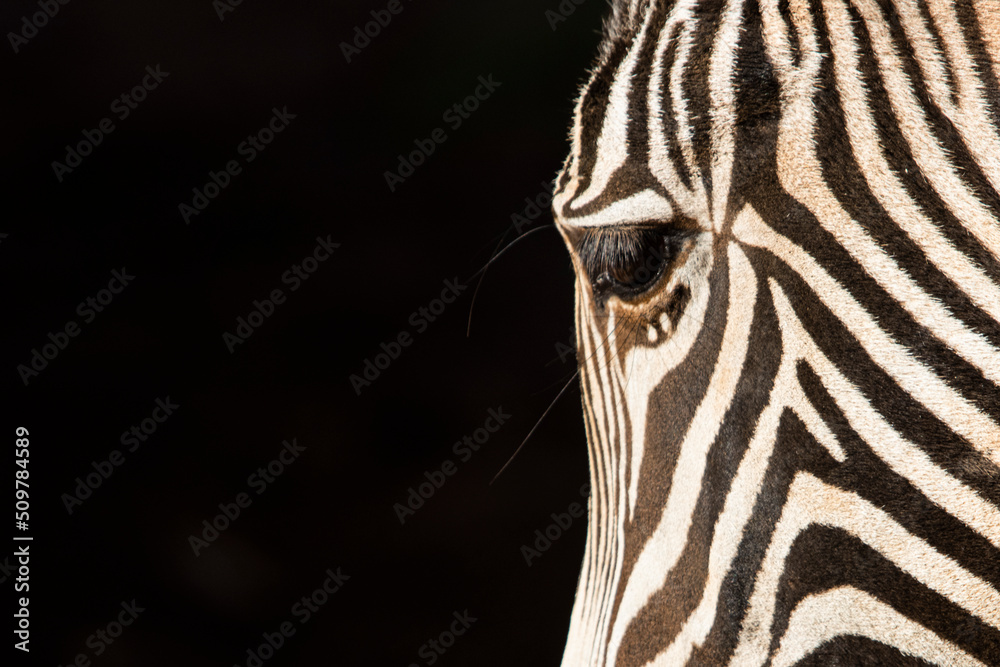 6 Stock Photo | Adobe Stock