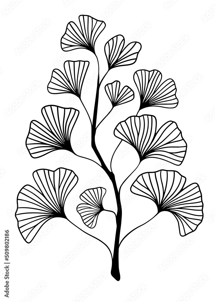 Hand drawn Silhouette of twig of ginkgo biloba tree isolated on white ...