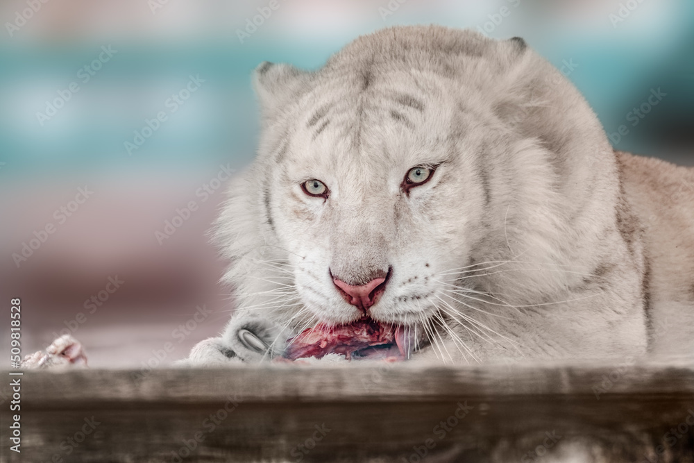 White tiger close-up, laying down and eating meat on bones. Close view ...