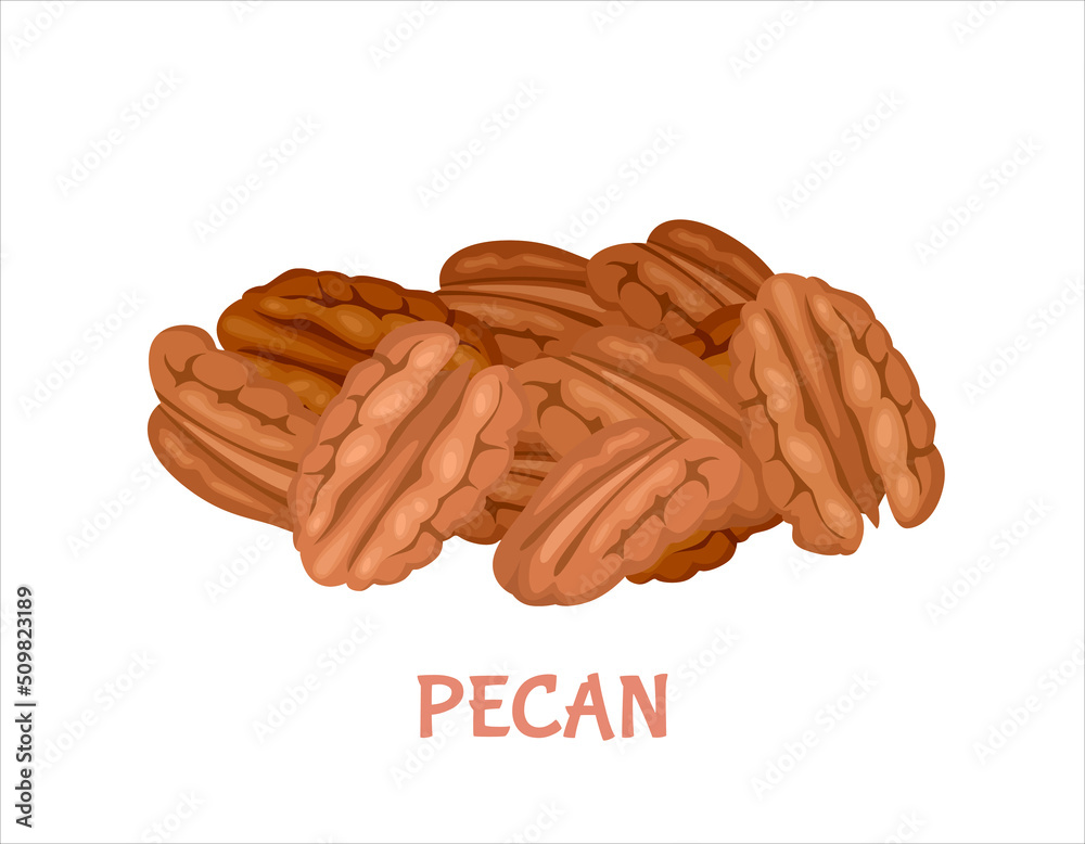 Pile of pecan. Peeled nuts and seeds isolated on white. Vector ...