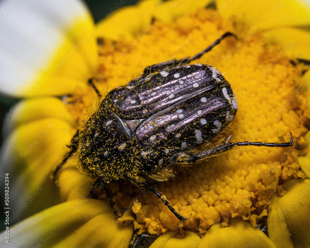 Here are quite a few examples of the photos i have taken of insects and ...