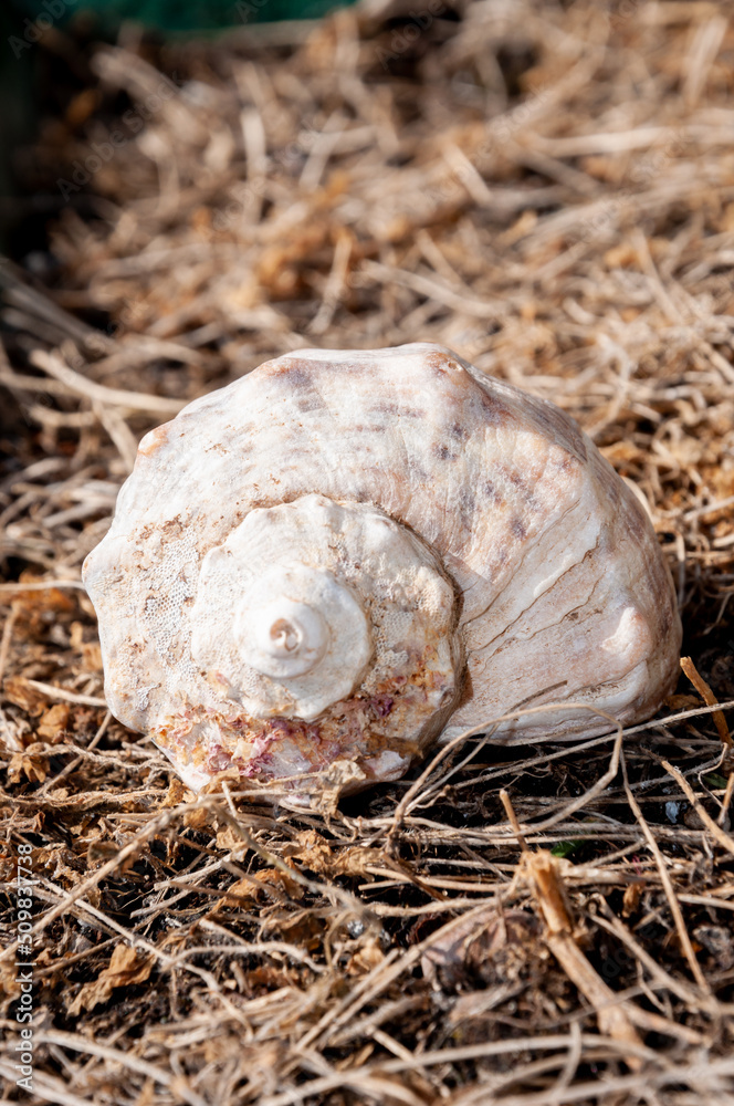 Marine mollusc shell seashell on dried seaweed background Stock Photo ...