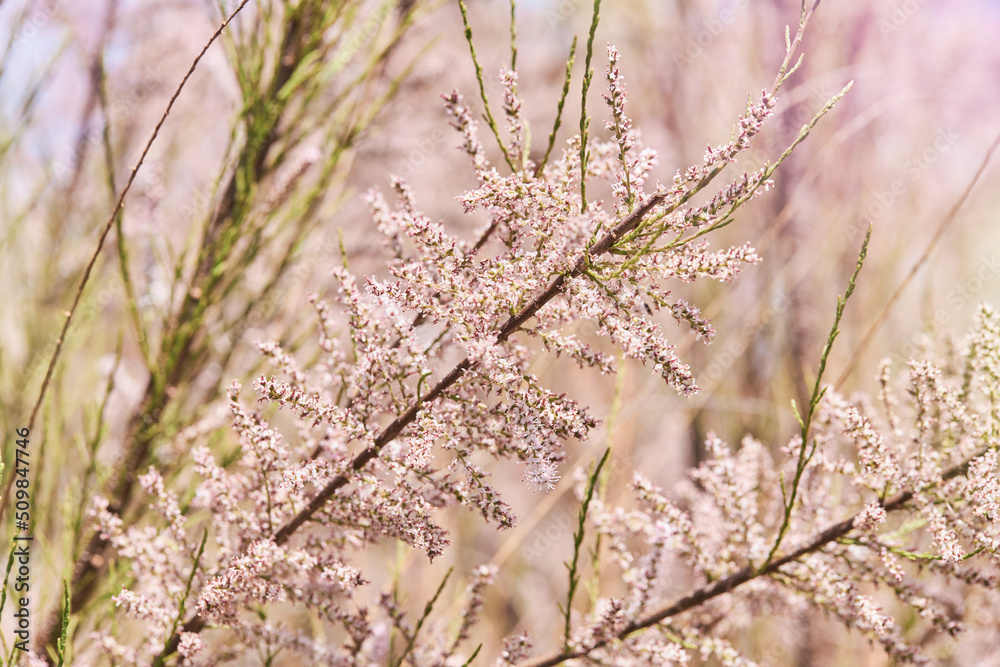 Tamarix gallica, French tamarisk - deciduous, herbaceous, twiggy shrub ...