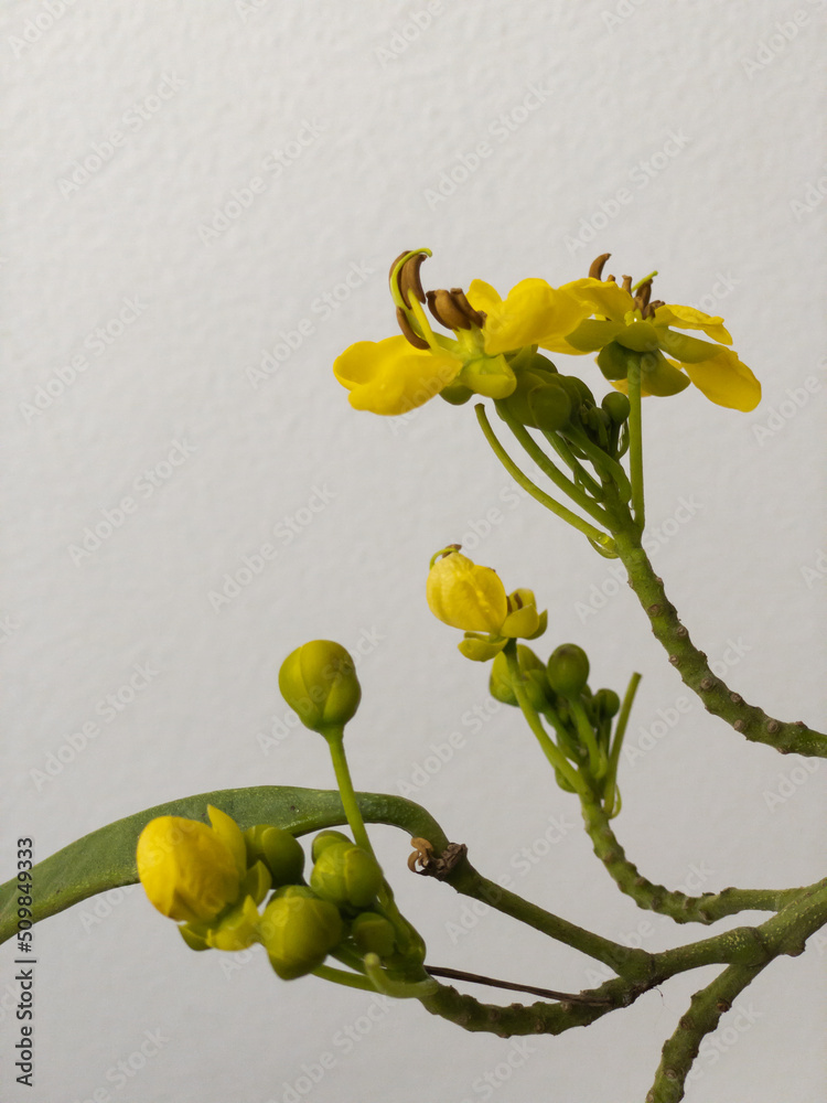 Yellow flowers and inflorescence with a green fruit of Senna Siamea on ...