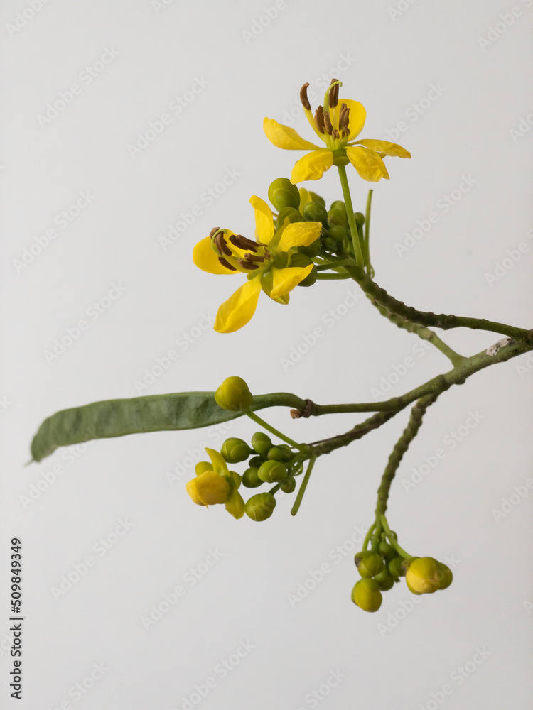 Yellow flowers and inflorescence with a green fruit of Senna Siamea on ...