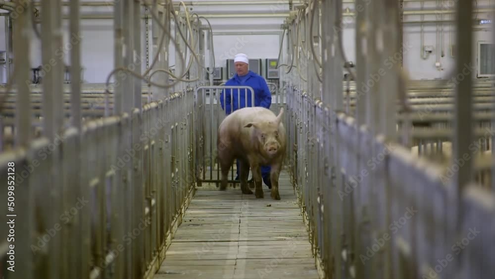 Farmer opening the cage with a fat pig at the shed. Farmer letting the ...